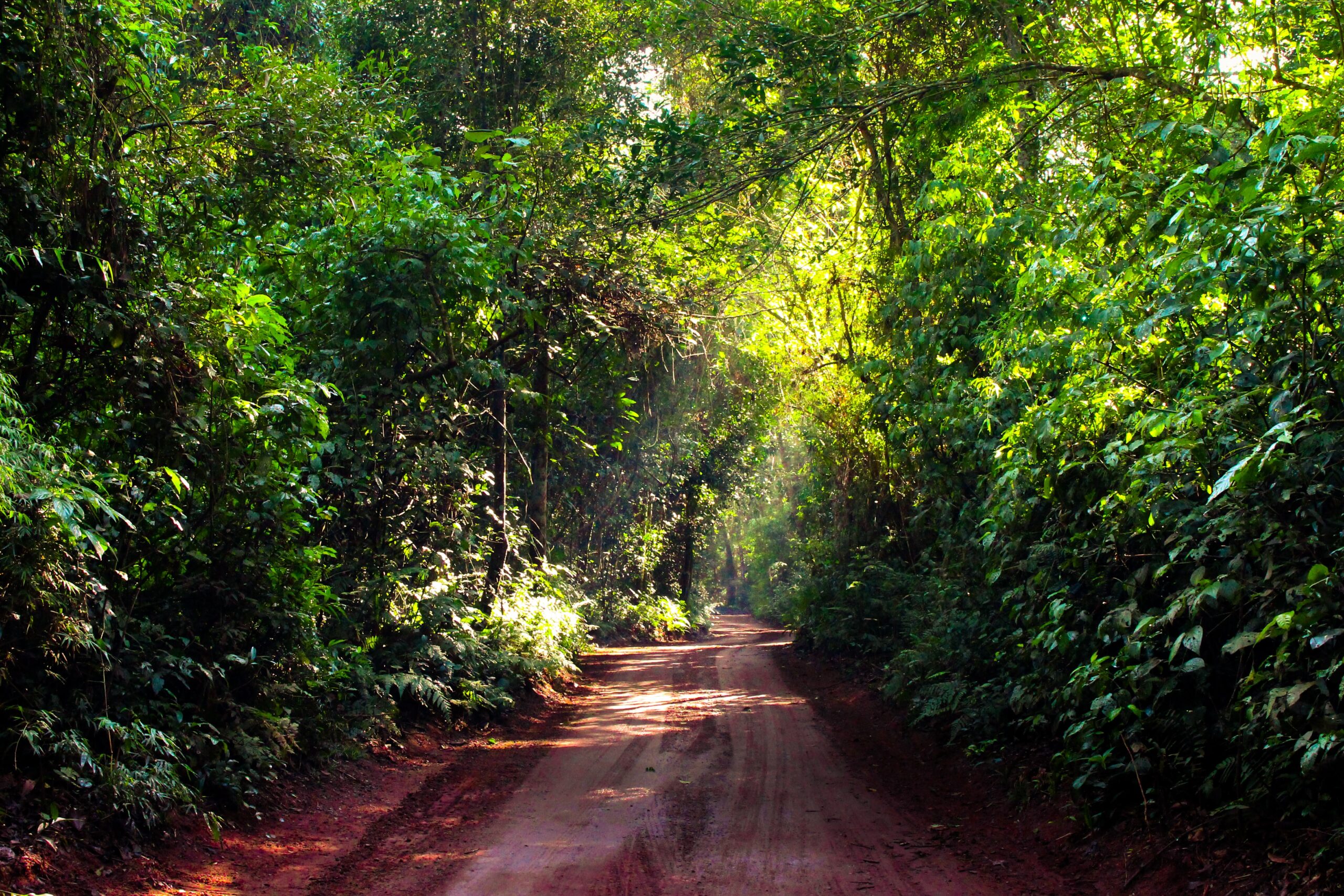Vacacionar en la selva: vida silvestre, cultura guaraní y más tesoros ...